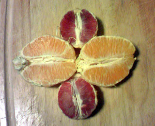City Nature Blog: Blood Orange vs. Regular Orange