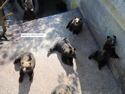 Travel Tour: Hokkaido Bear Ranch
