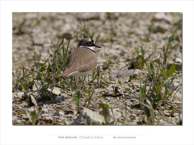FREE BIRDS/ svobodne ptice: POBREŽNIKI