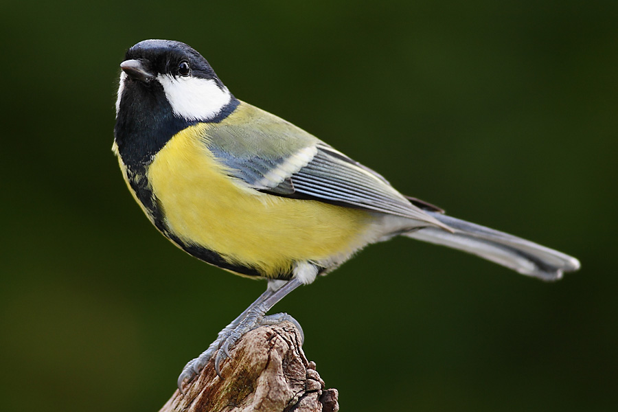 FREE BIRDS/ svobodne ptice: PTIČJA KRMILNICA
