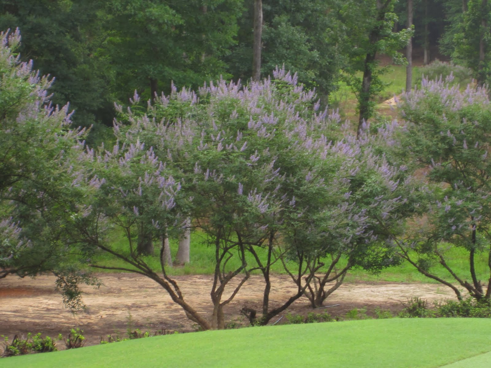 Squire Creek Grounds: Vitex
