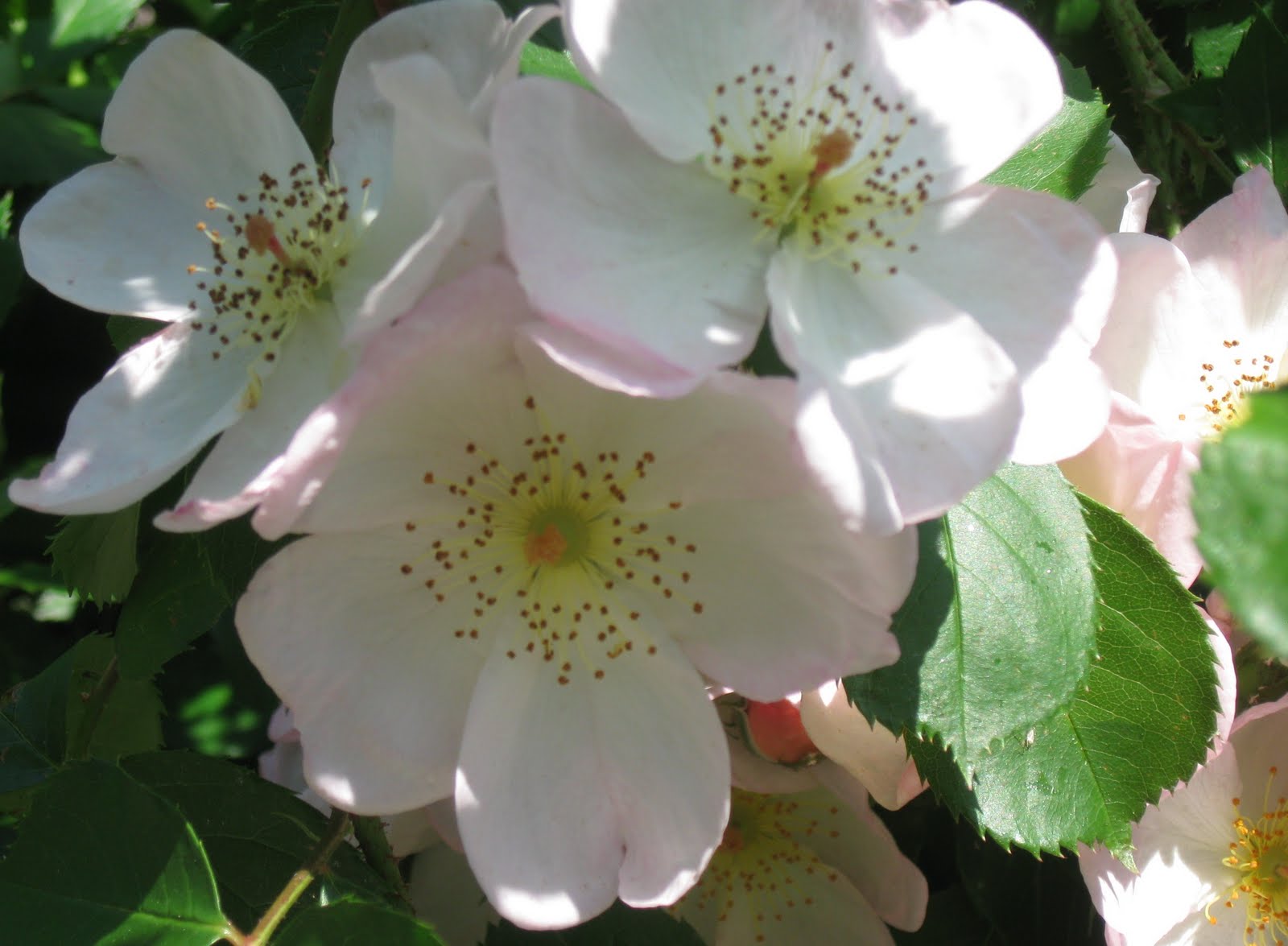 LE JARDIN DE VIVIANE: Un rosier presque sauvage