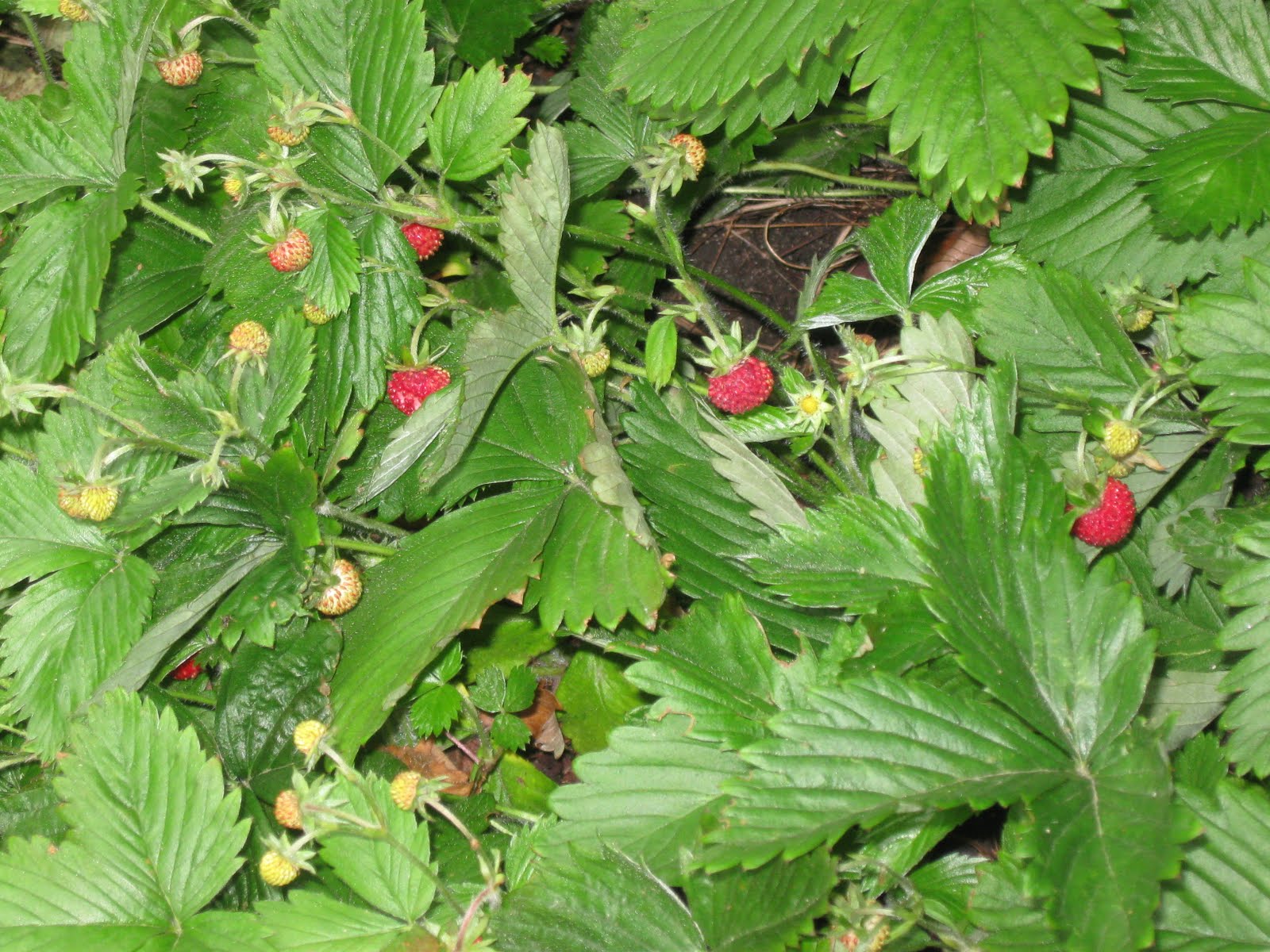 LE JARDIN DE VIVIANE: Fraises des bois