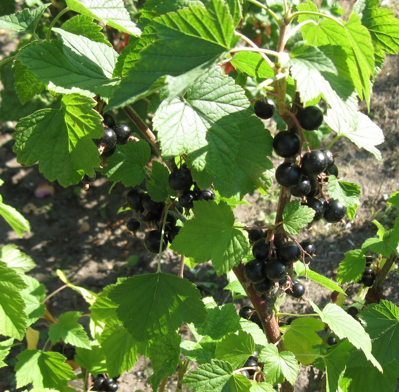 LE JARDIN DE VIVIANE: Les petits fruits rouges