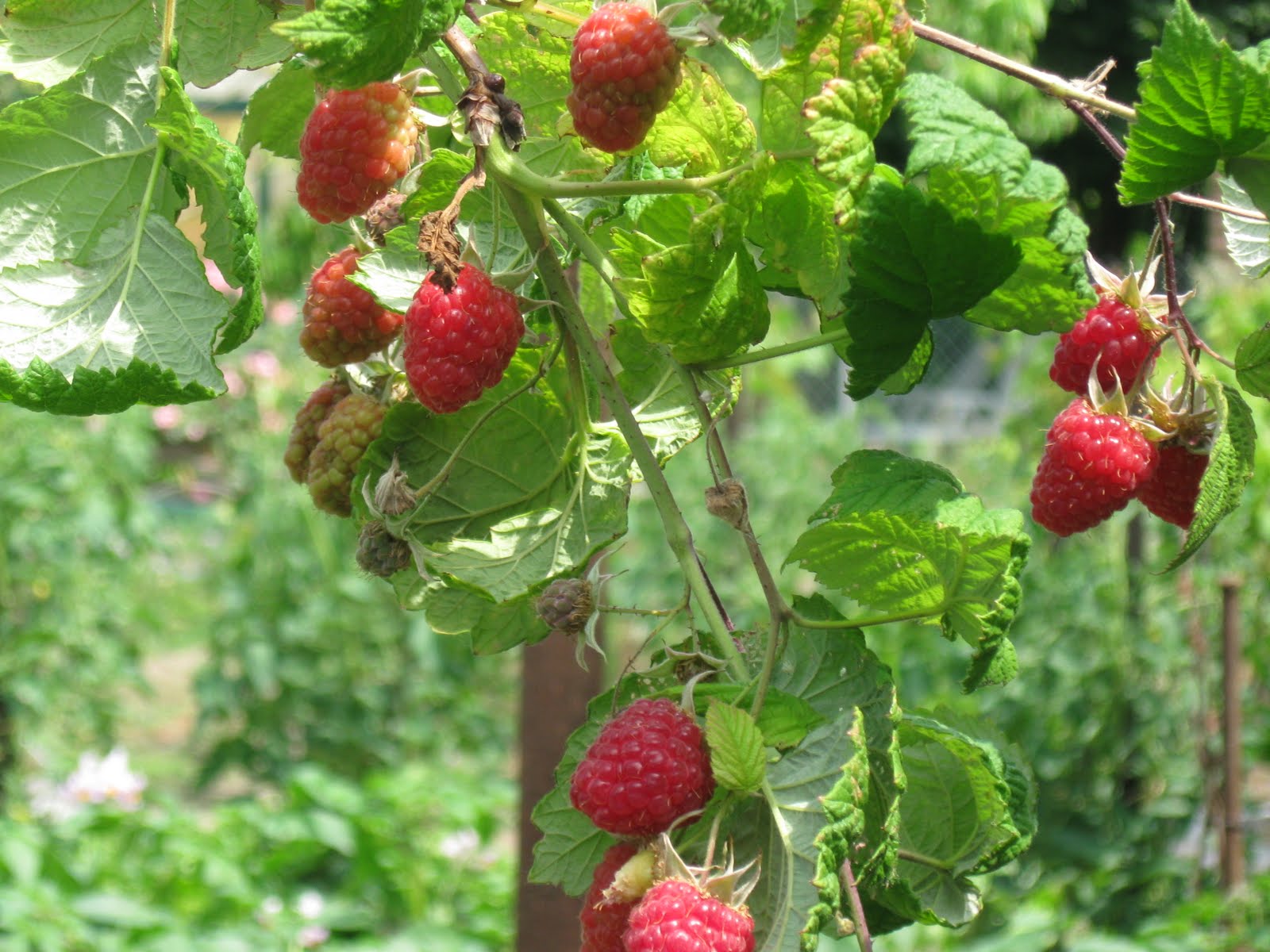 LE JARDIN DE VIVIANE: Les petits fruits rouges