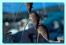 Marlin Spike: Rat Guards