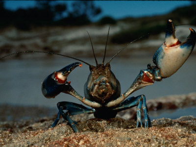 Bits n Bobs: Yabbies!