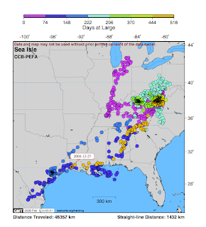 Nervous Birds: Peregrine Falcon Tracking