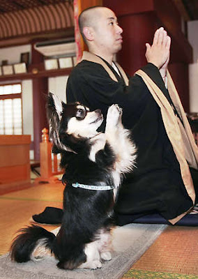 Harsha: The Praying Dog and How Animals Teach Us.