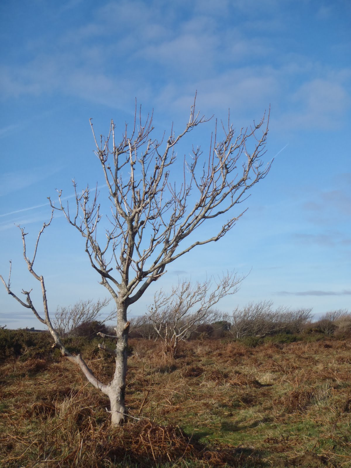 ForeverYoung: Lydstep Head