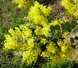 Malum Nalu: Wattle bark