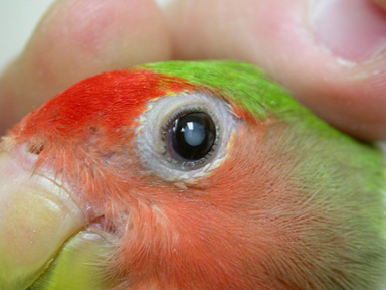 What is growing on my Betta's eyes? [Album + Video of aquarium] : r ...