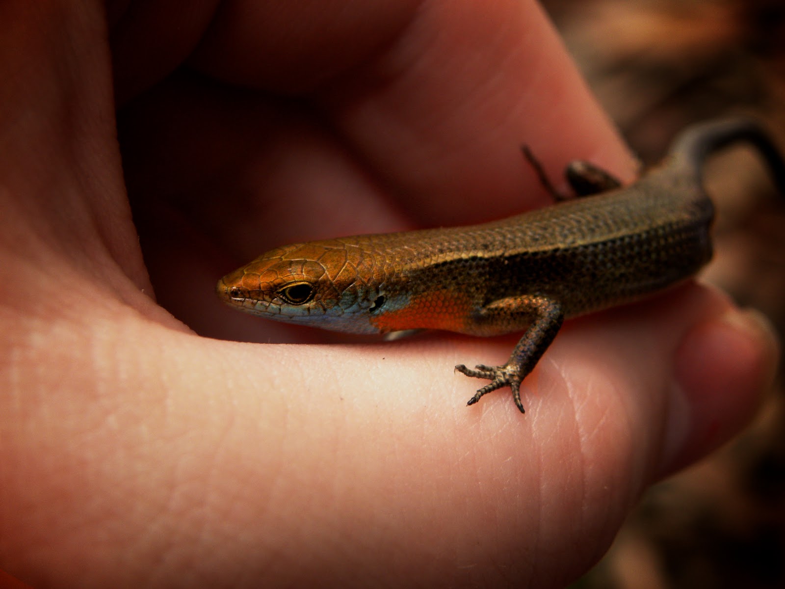 Hug a Wombat: In which I hug a wombat!! (and a possum and a koala and a ...