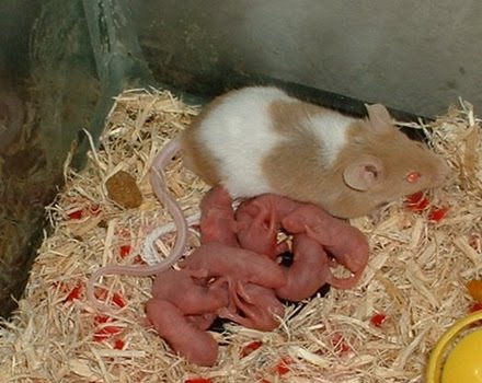 Raton bebé - Imagui