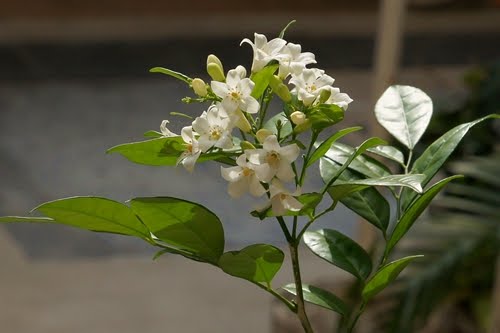 little Joy: Murraya paniculata, 七里香