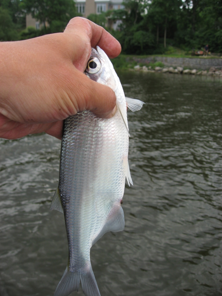 Pêche Excursion Québec - Le Blog: La rivière des Mille-Îles et son ...