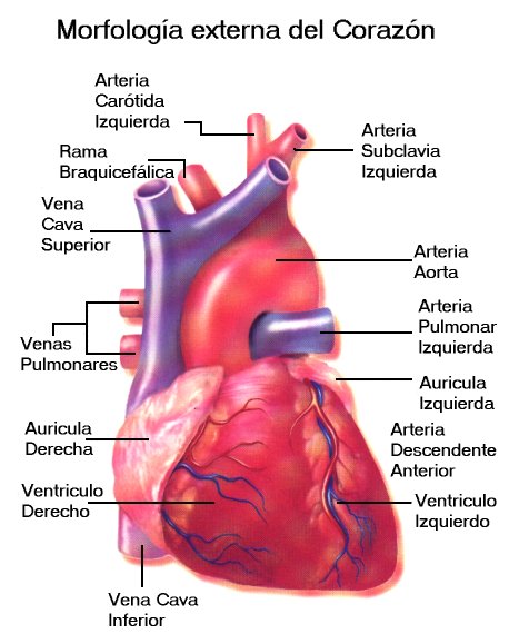 Ciencias de la salud: EL CORAZÓN