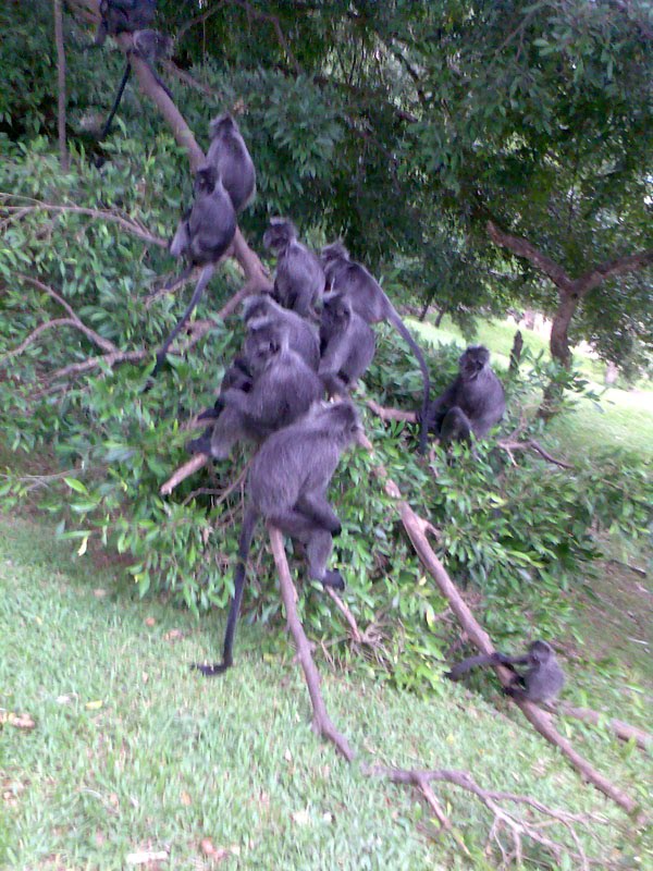 Team Sailors Blogspot: Melotong-lotong Di Bukit Melawati, Kuala Selangor.