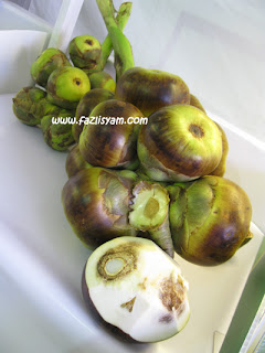 Kump Gendang Gemala Kasturi: Pokok Tai @ Tar @ Lontar