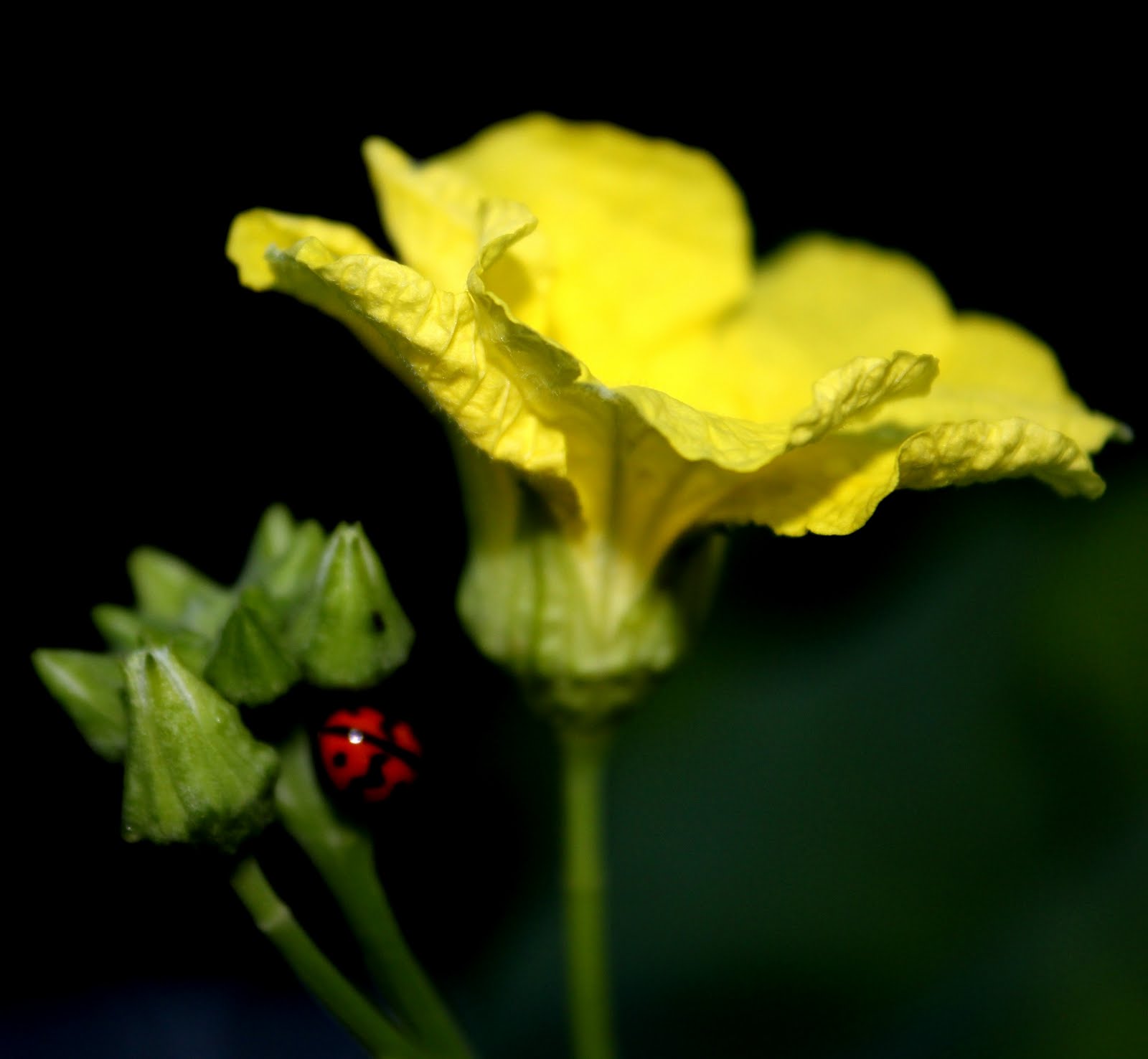 HARI INI DAN SEMALAM SERTA KELMARIN YANG MASIH PIJAR