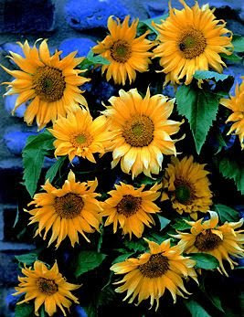 Walk Down the Garden Path: Vegetable Garden Update - February 2009