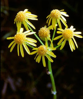 Bur Oak Blog: Plant of the Week