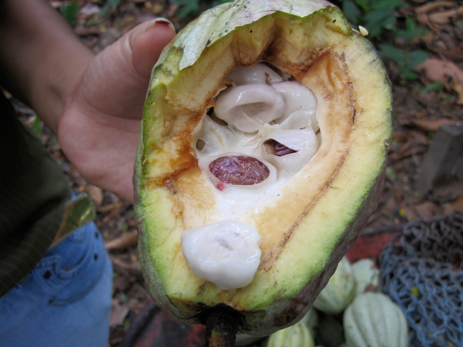 Madeline's Travels: Tabasco: Ruta de Cacao