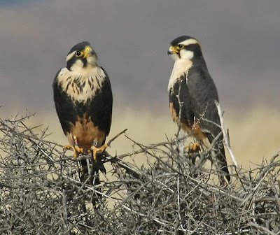 Wildbirds Broadcasting: Release Program for Falcon Showing Early Signs ...