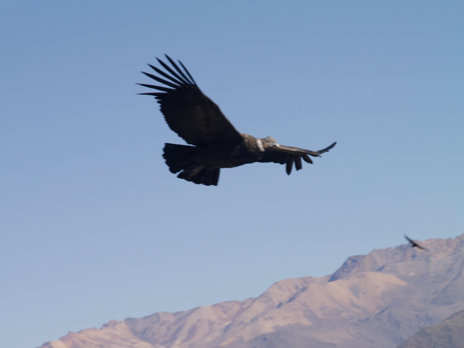 El Condor [1970] - bittorrentvictoria