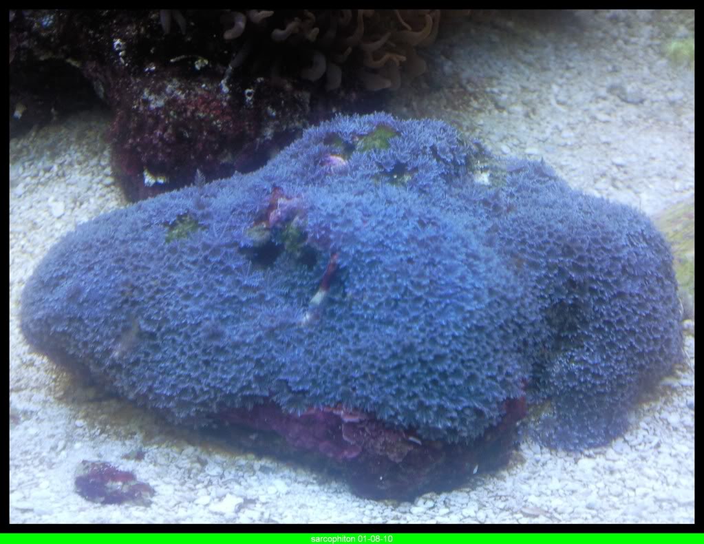 sobre sansibia y otros similares | Un blog de antonio a.j