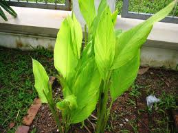 Wanti Sayang Postnatal Care: Mandi dedaun