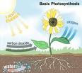 The Wonders of Nature: Photosynthesis