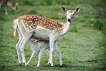 The Wonders of Nature: What are Mammals?