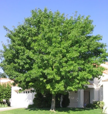 The Wonders of Nature: Ash tree (El Fresno)