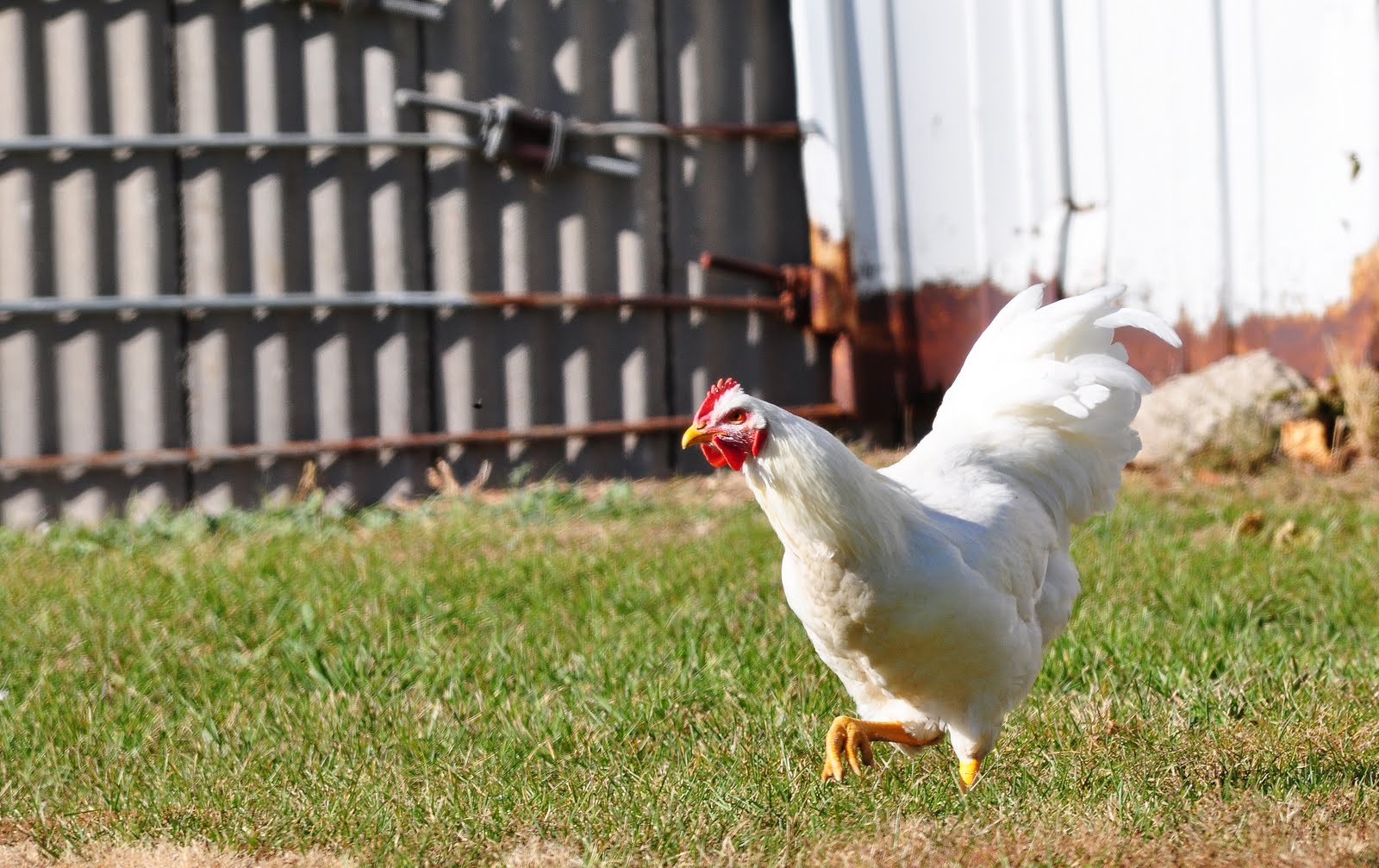 Nikon Sniper: A Chicken IS A Chicken!