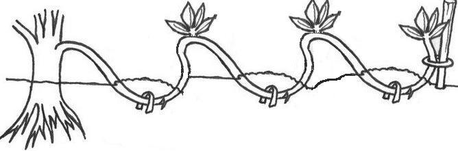 Bonsai Costa Rica: Tecnicas de reproduccion