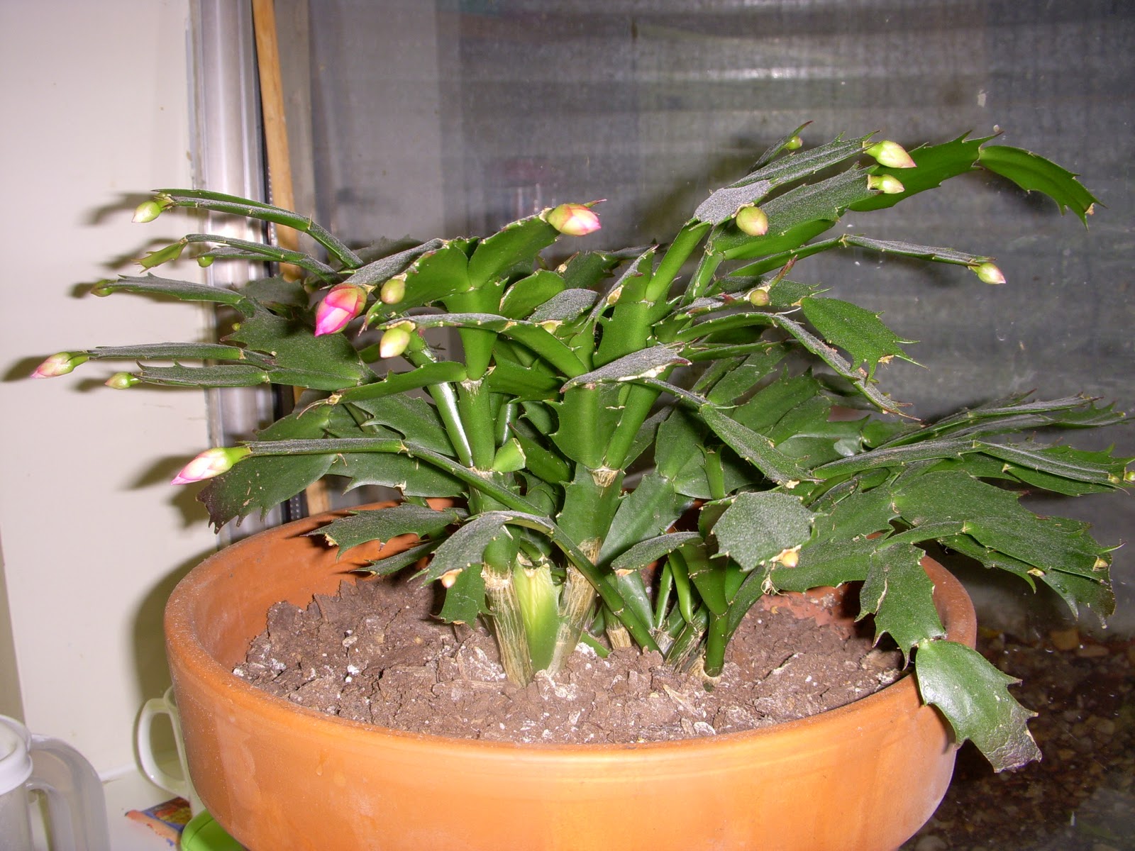 Life, by Merry and Dave: The Christmas Cactus Blooms Again!