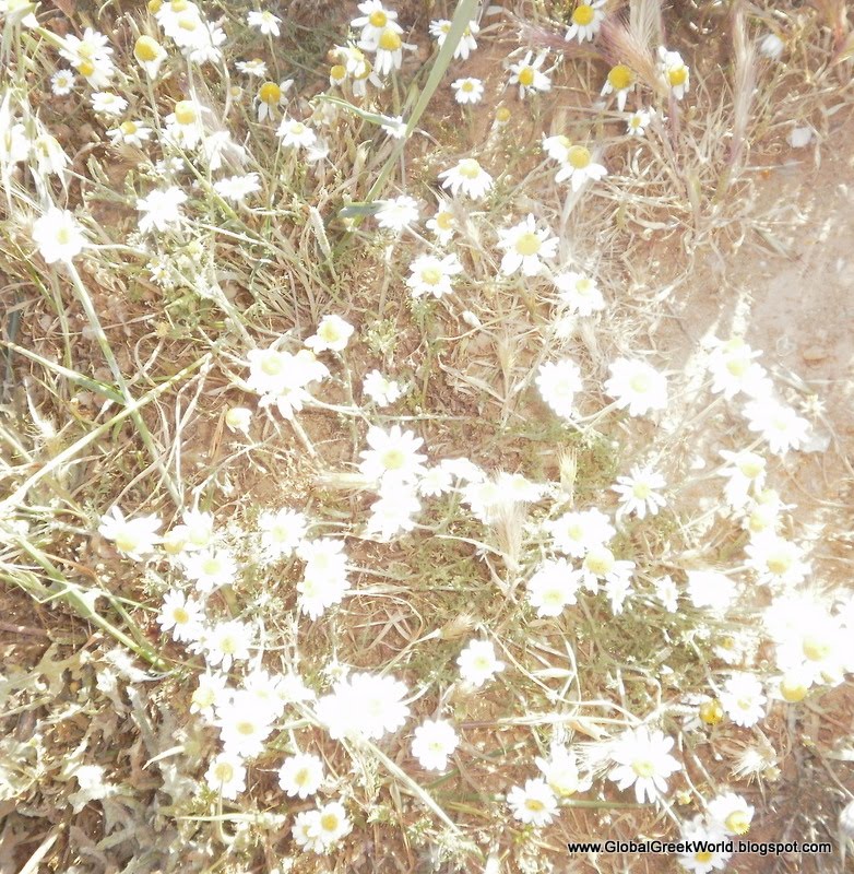 Global Greek World: 1st May 2010 - Happy May Day To All! Καλή ...