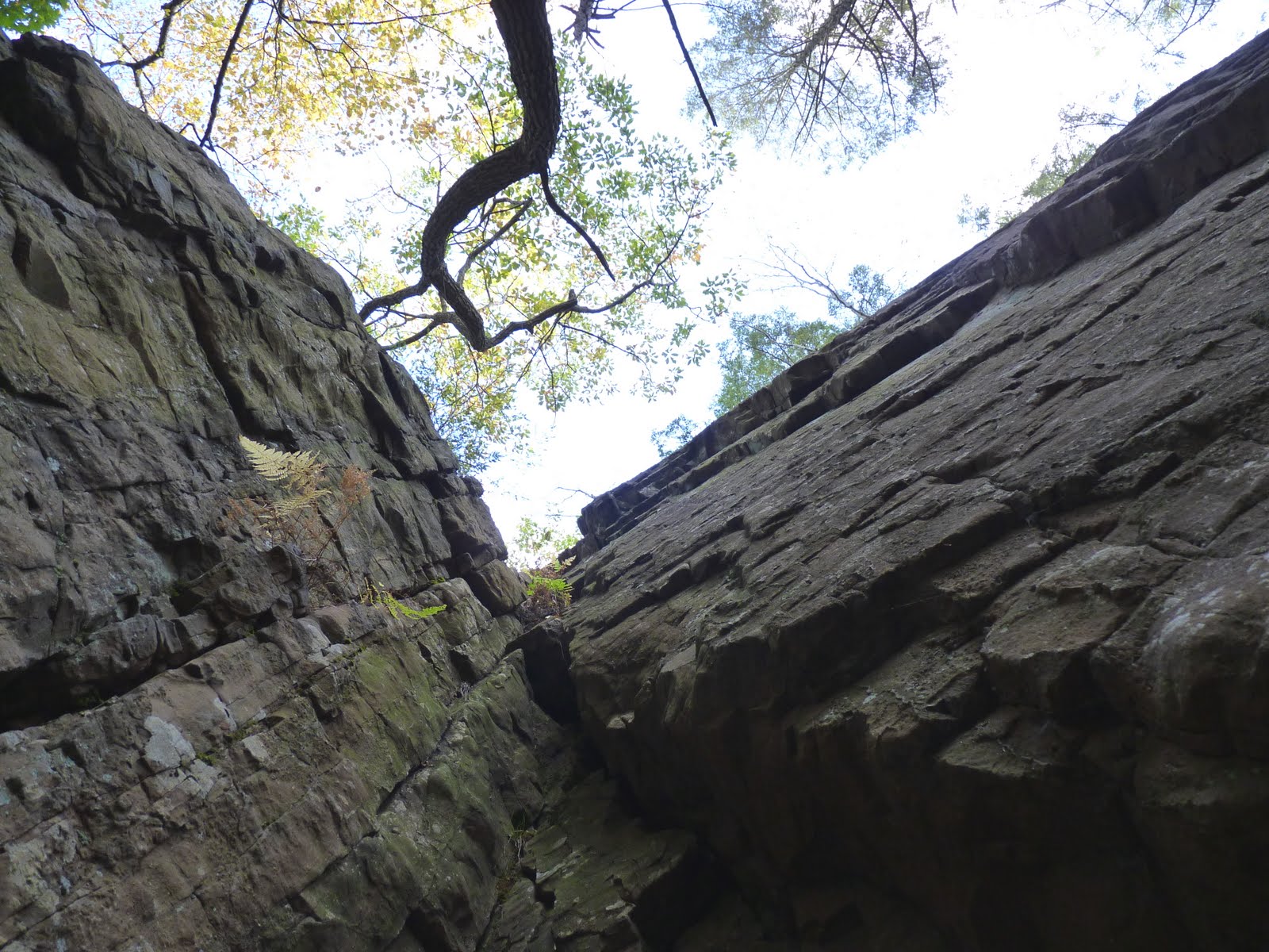 The Brownstone Birding Blog: Fall Color & Birds From CT Traprock Ridge