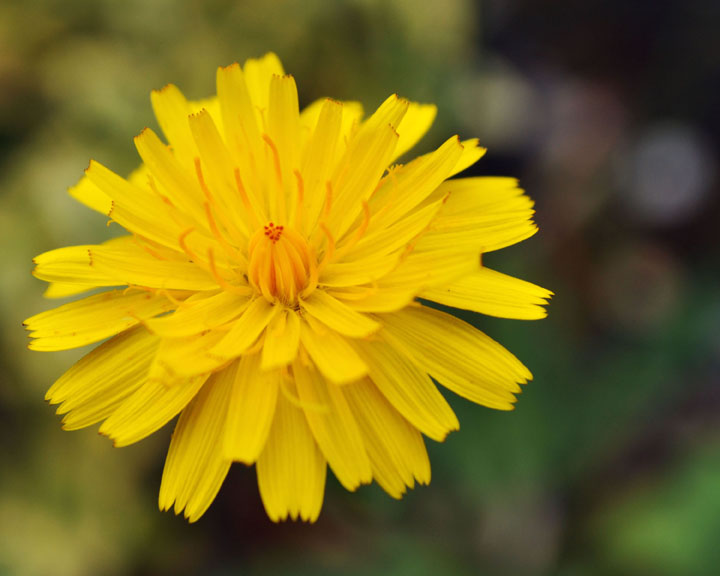 Rogers HS Photography: One Single Flower Standing
