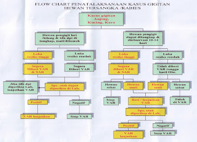Flow Chart Tatalaksana Rabies Terbaru
