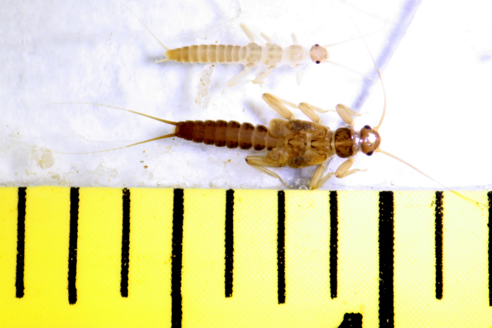 Aquatic Insects of Central Virginia: Small Winter Stoneflies (Capniidae)