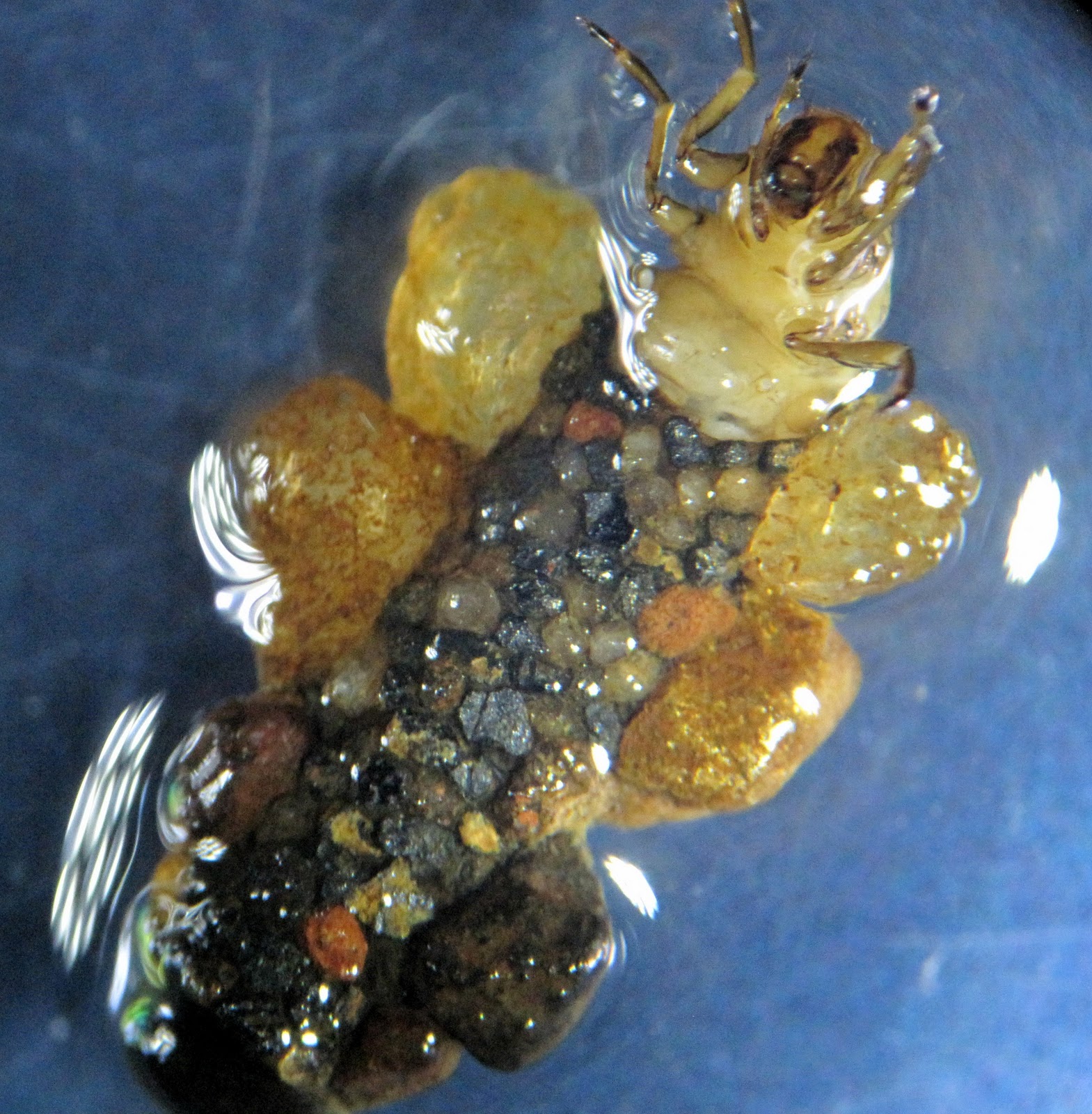Aquatic Insects of Central Virginia: Lickinghole Creek: Uenoid Caddisflies