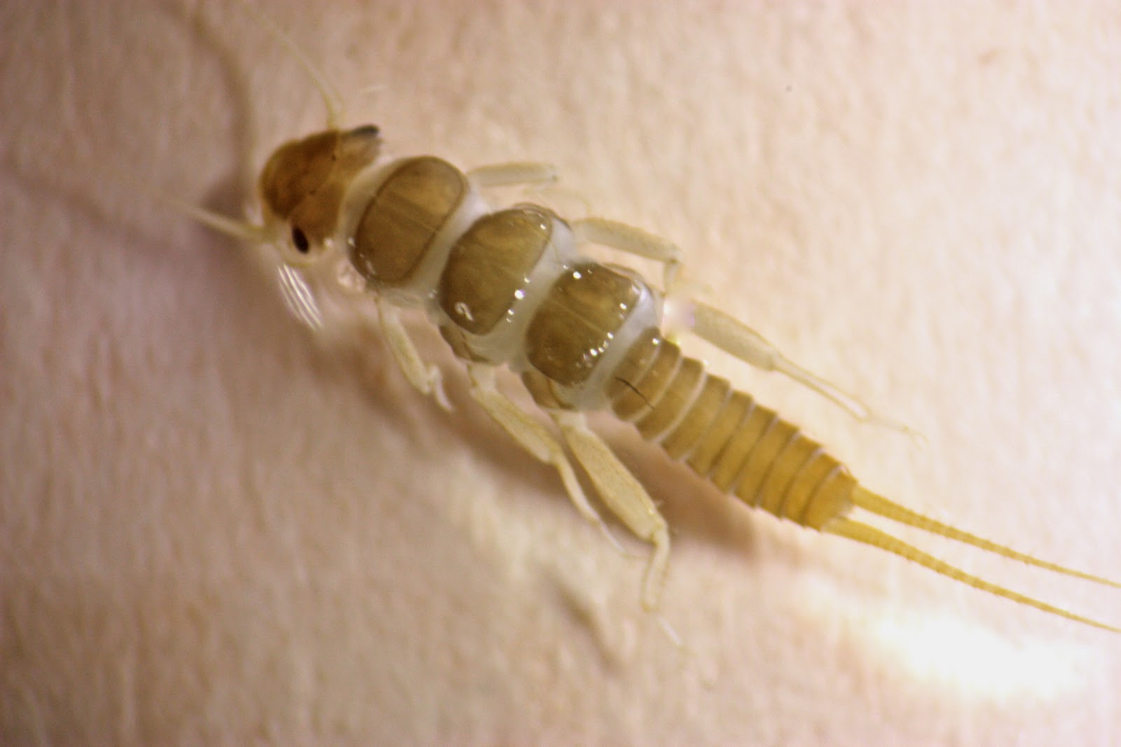 Aquatic Insects of Central Virginia: Perlodid Stoneflies (family ...