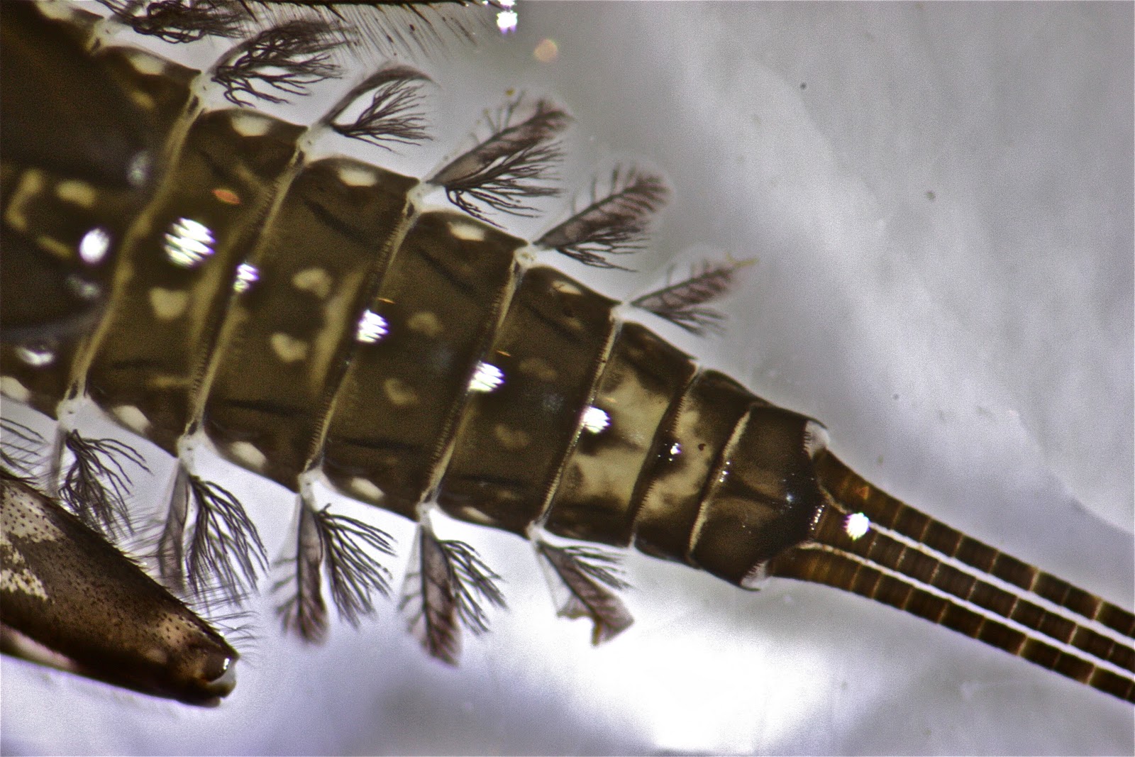 Aquatic Insects of Central Virginia: Flatheaded Mayflies (family ...