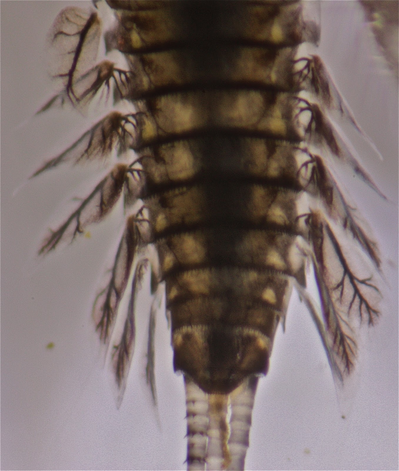 Aquatic Insects of Central Virginia: Flatheaded Mayflies (family ...