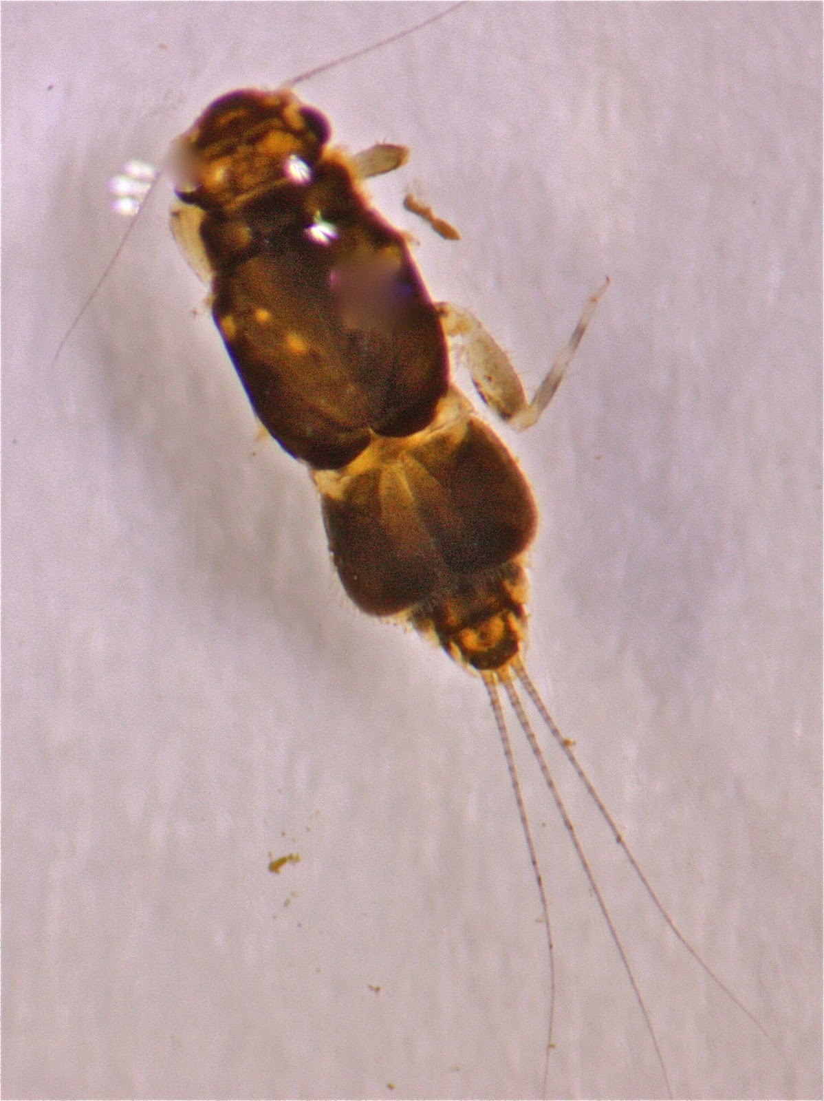 Aquatic Insects of Central Virginia: The "Tiny Mayflies" of Summer: the ...