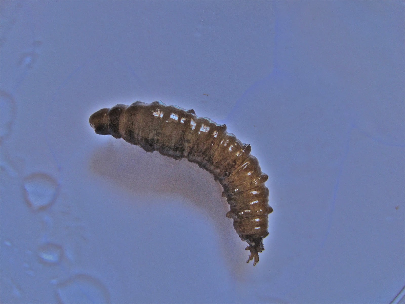 Aquatic Insects of Central Virginia: The "Other" Diptera (True Fly ...