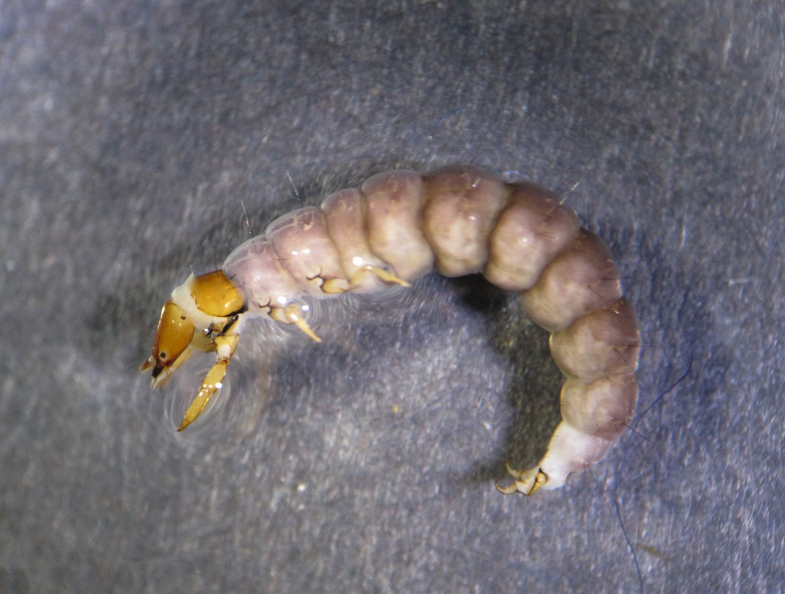 Aquatic Insects of Central Virginia: "Free-living Caddisflies" (family ...