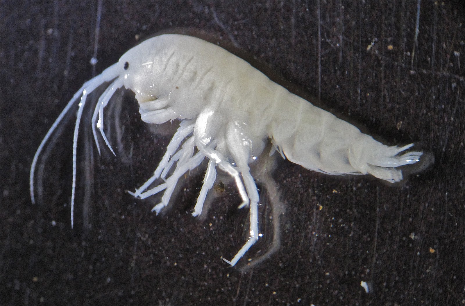 Aquatic Insects of Central Virginia: Freshwater Crustaceans: Scuds and ...